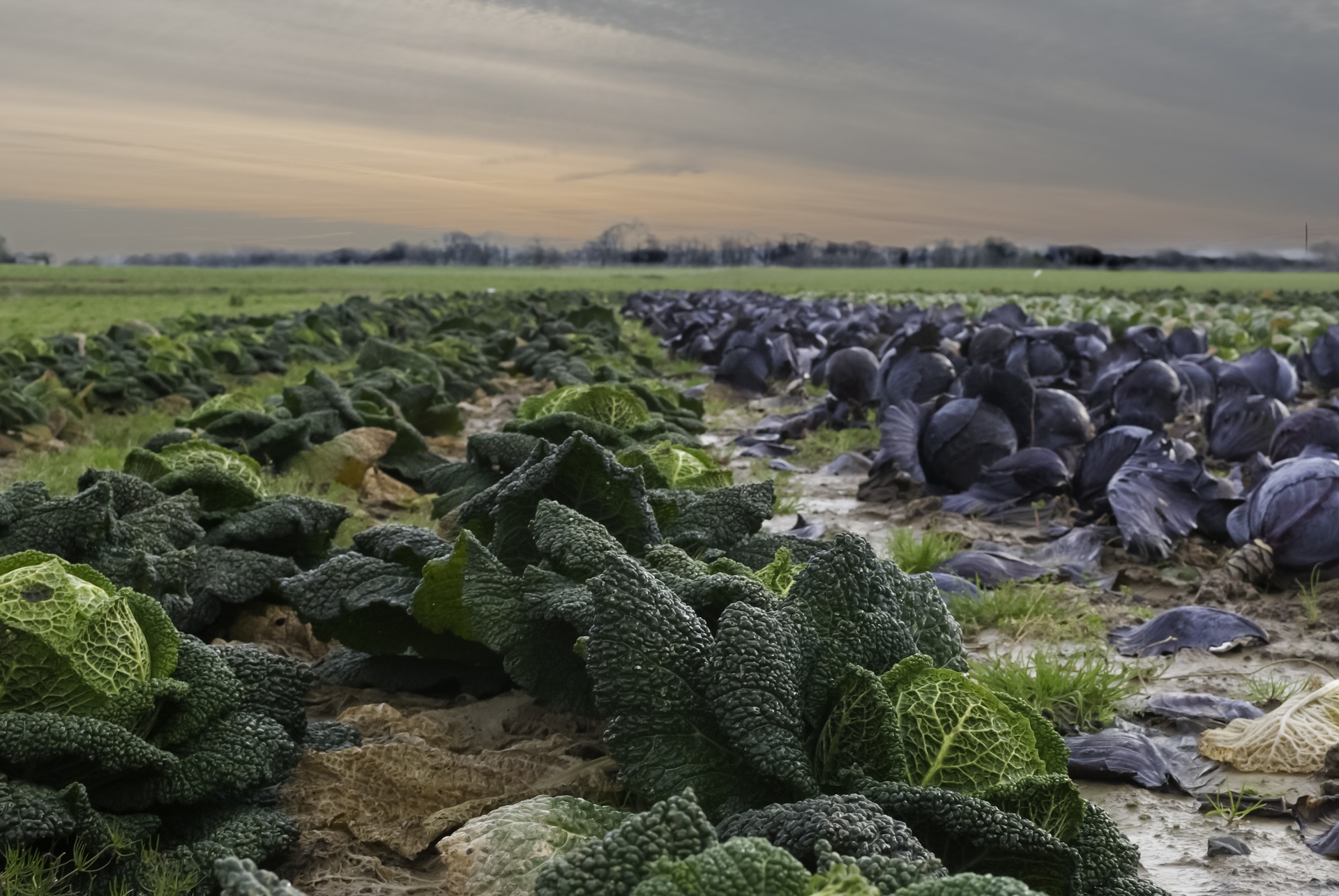 Che cos'è l'Agro-Omeopatia? Facciamo chiarezza Che cos'è l'Agro-Omeopatia? Facciamo chiarezza